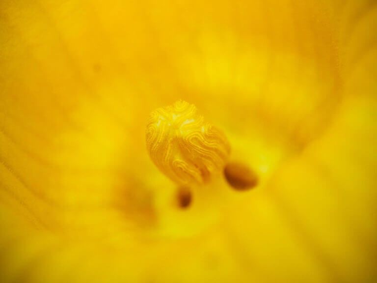 How to Pollinate Squash by Hand (And Why Your Plants Have Lots of ...