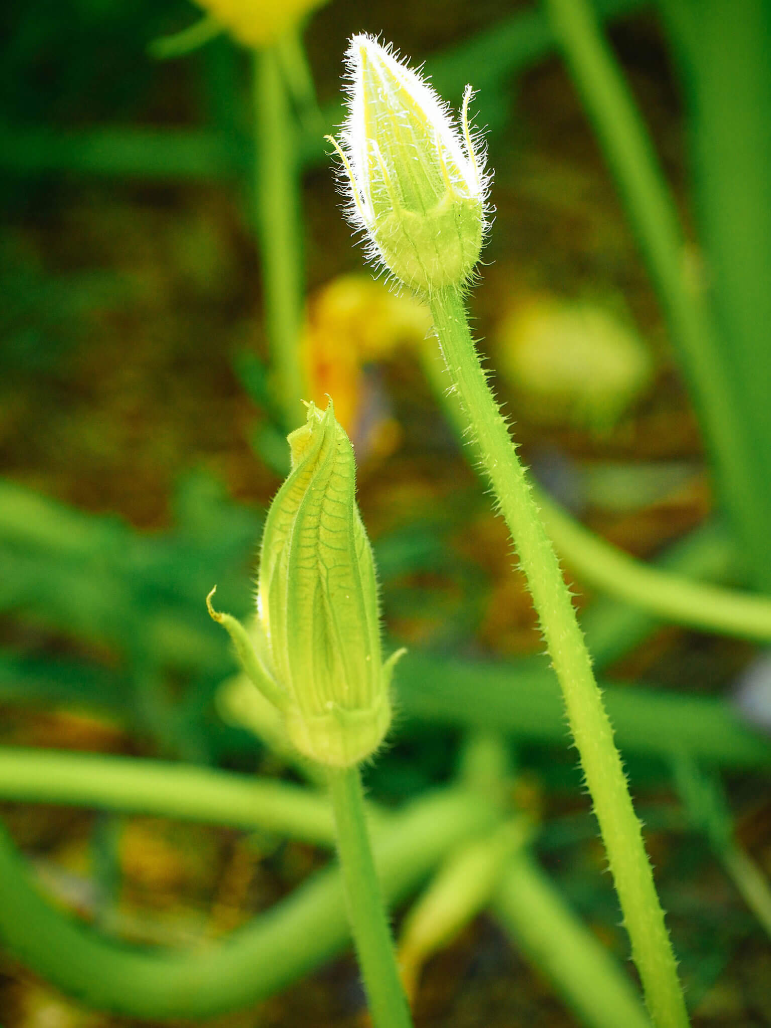 How to Pollinate Squash by Hand (And Why Your Plants Have Lots of ...