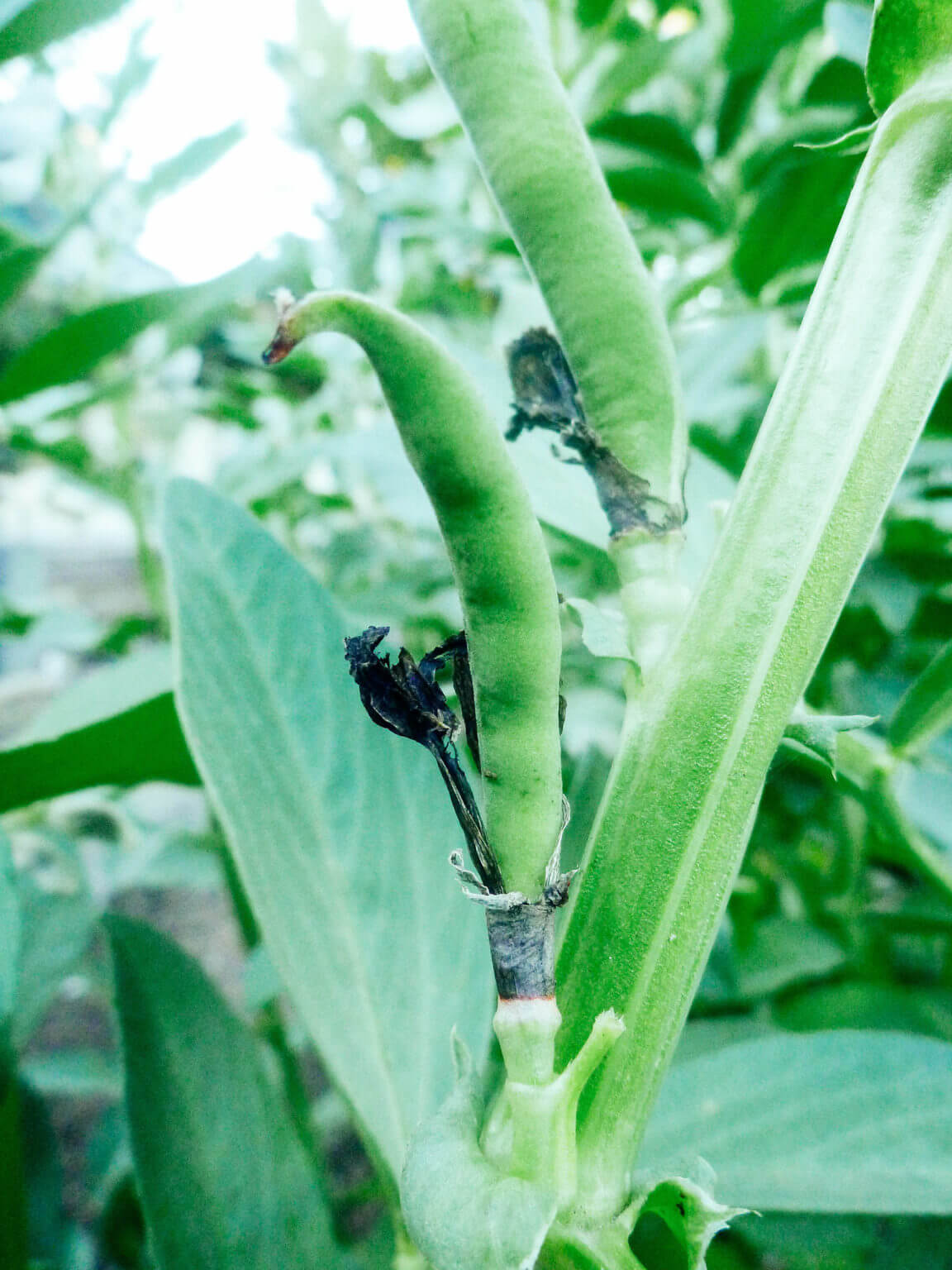How to Grow Fava Beans as a Cover Crop and Get Free Fertilizer - Garden ...