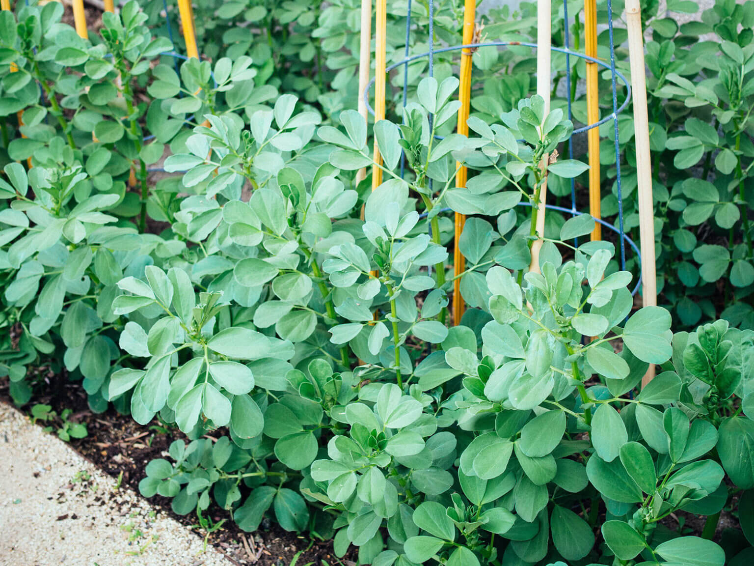 How to Grow Fava Beans as a Cover Crop and Get Free Fertilizer - Garden ...