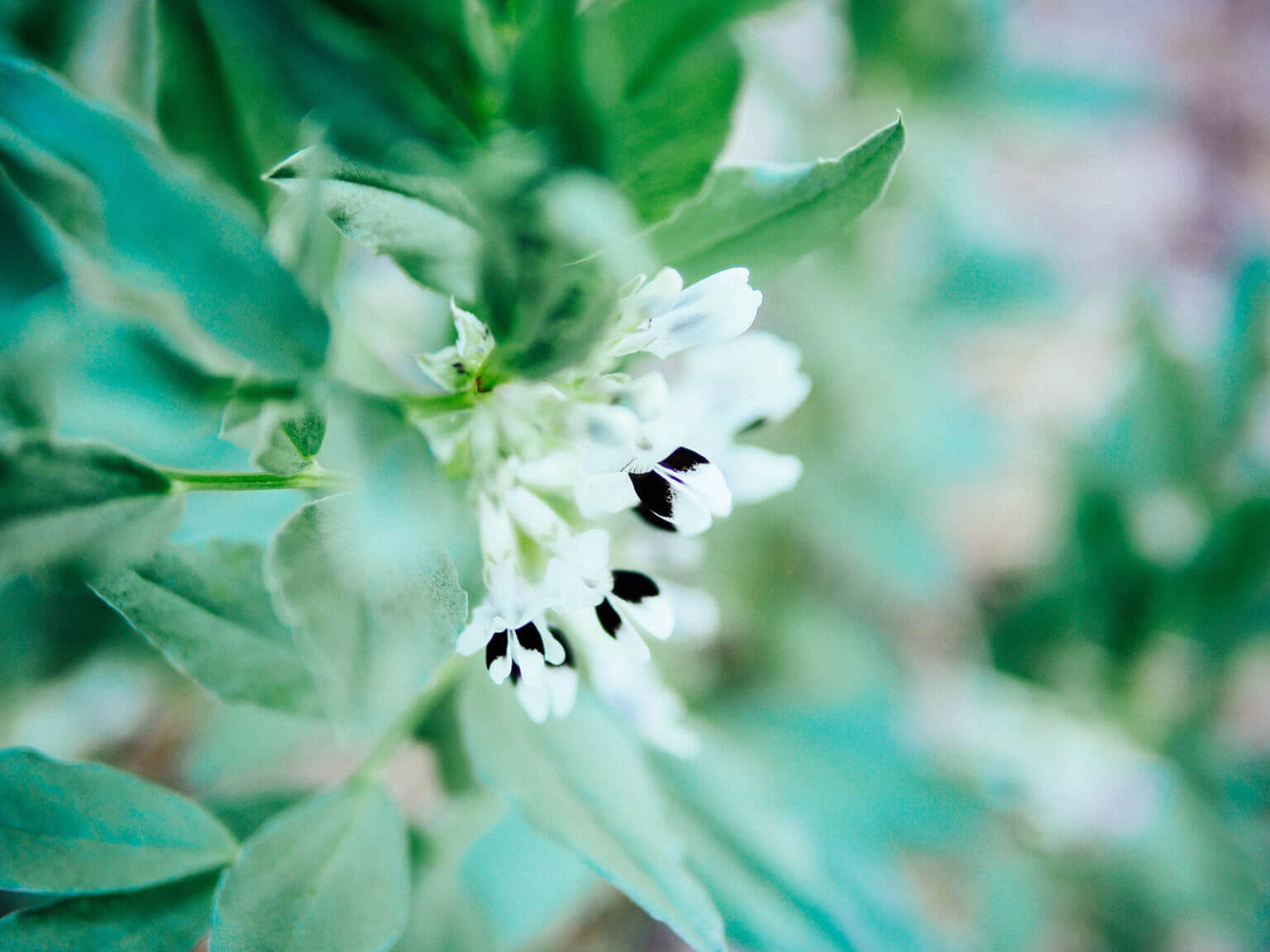 How to Grow Fava Beans as a Cover Crop and Get Free Fertilizer - Garden ...