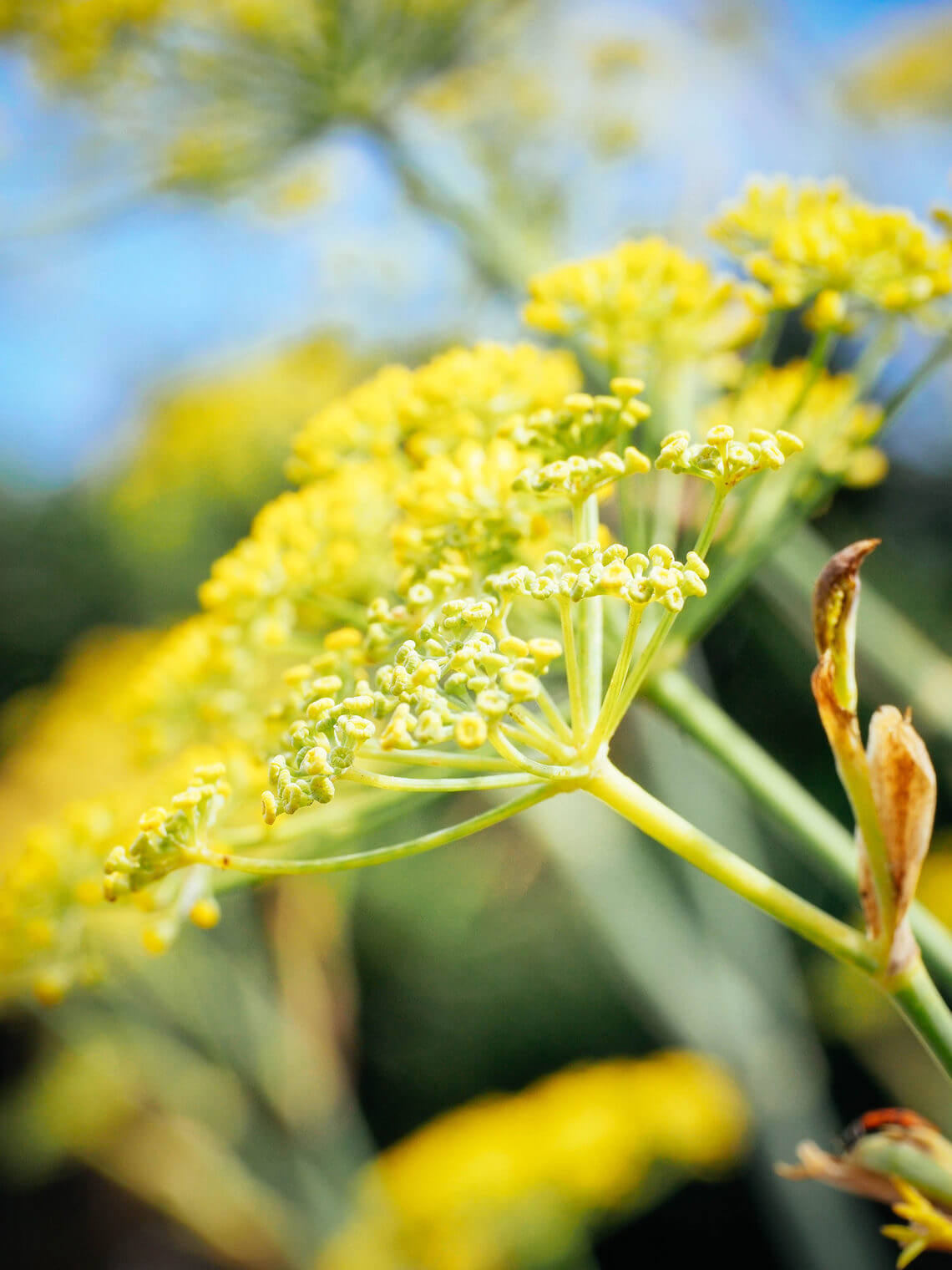 How to Harvest Fennel Pollen, a Rare and Expensive Spice, for Free ...