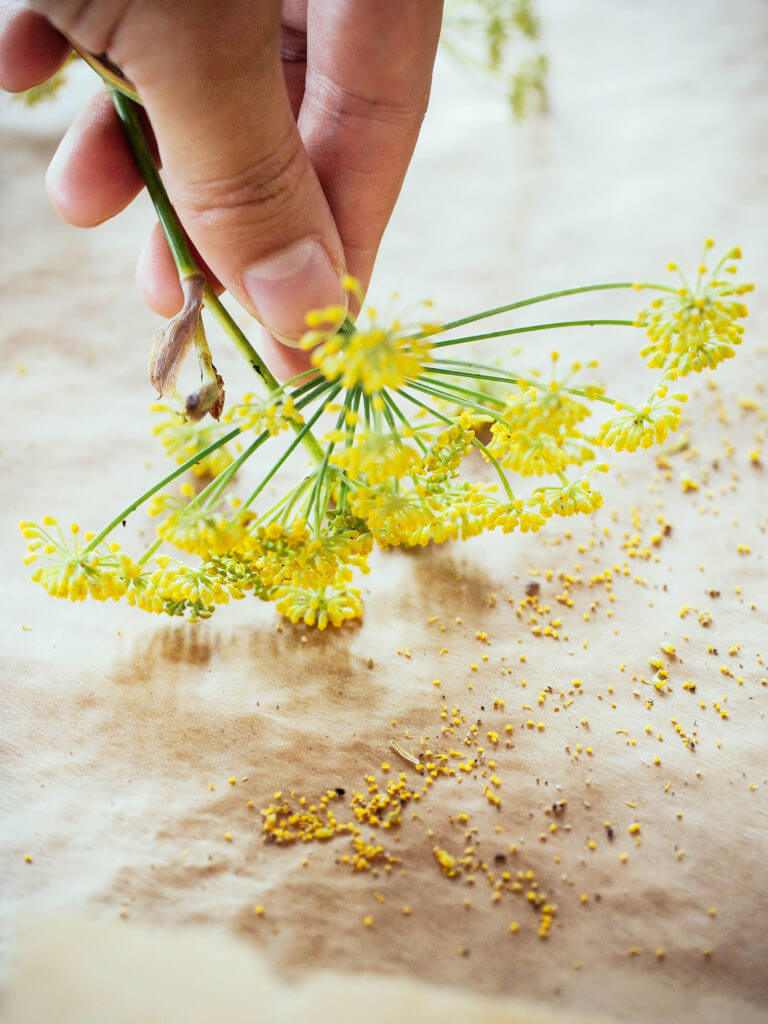 How to Harvest Fennel Pollen, a Rare and Expensive Spice, for Free ...