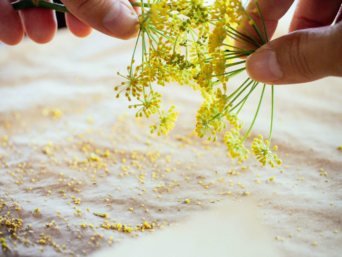 How to Harvest Fennel Pollen, a Rare and Expensive Spice, for Free ...