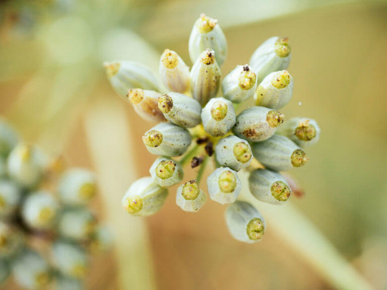 How to Harvest Fennel Pollen, a Rare and Expensive Spice, for Free ...