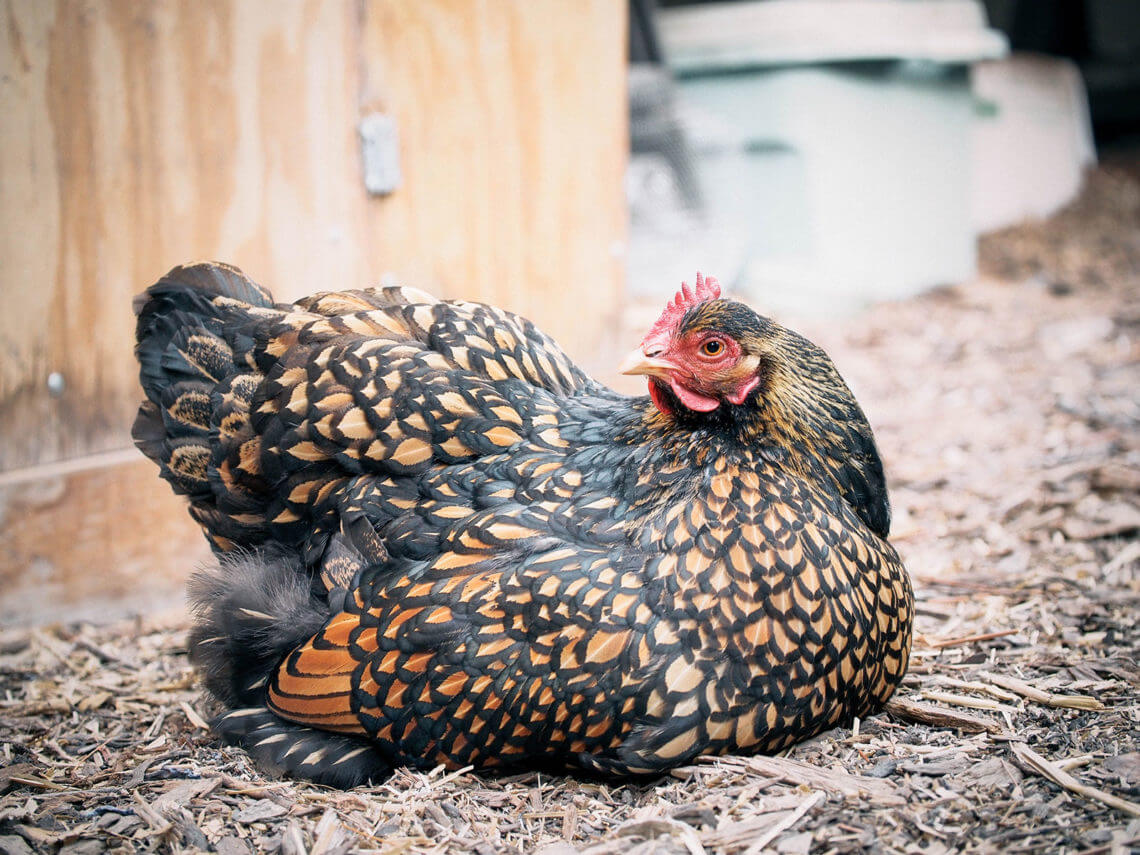 Farewell, Iman—An Extraordinary Chicken – Garden Betty