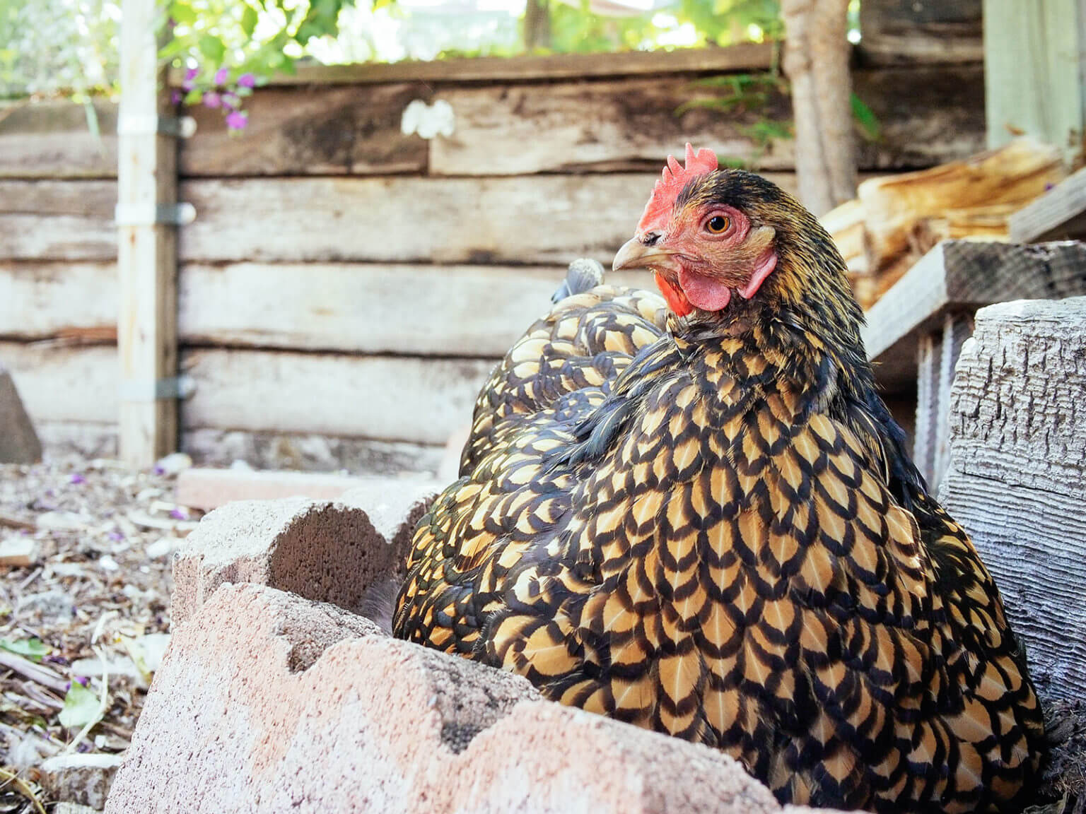 Farewell, Iman—An Extraordinary Chicken - Garden Betty