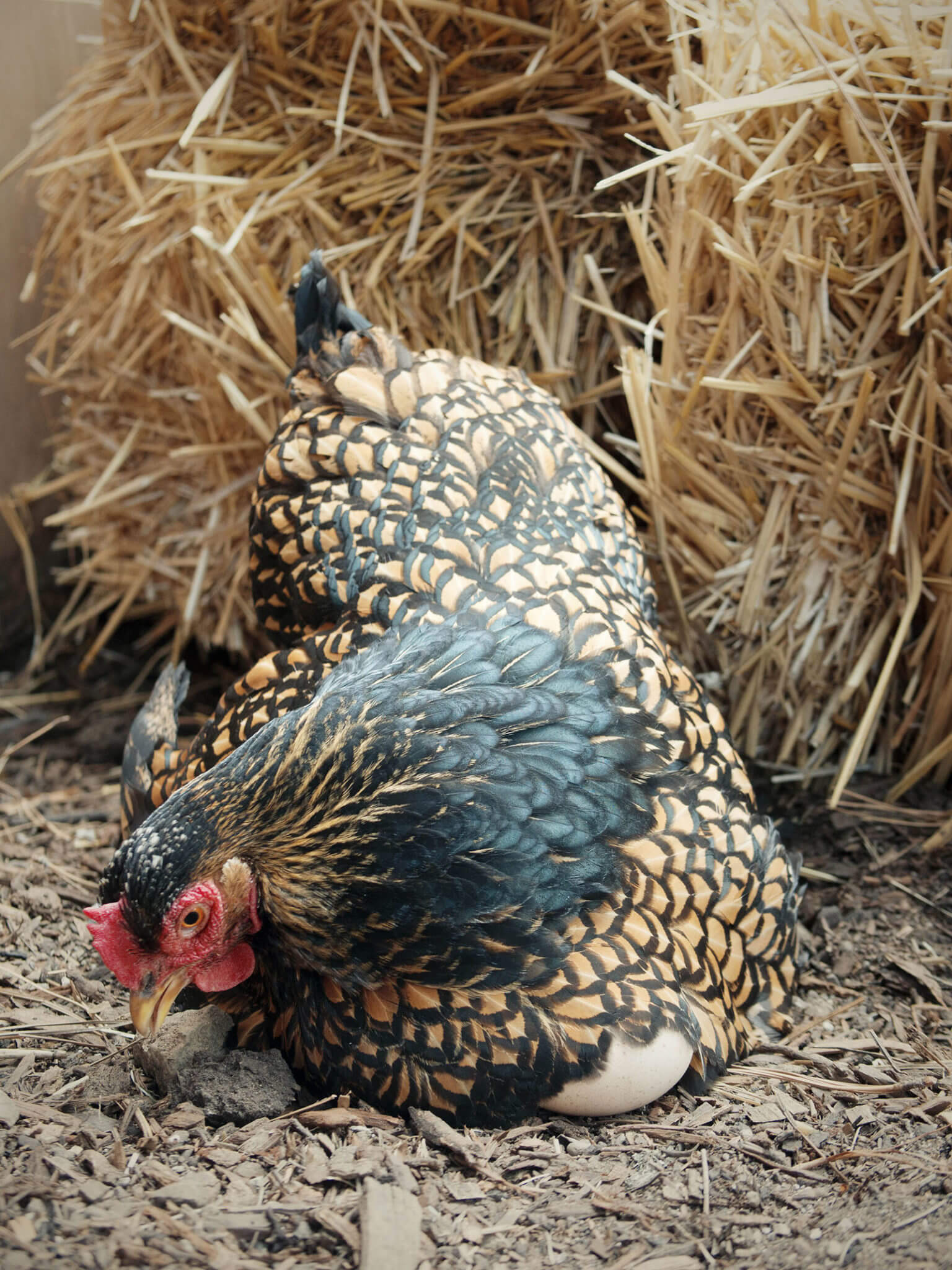Farewell, Iman—An Extraordinary Chicken - Garden Betty