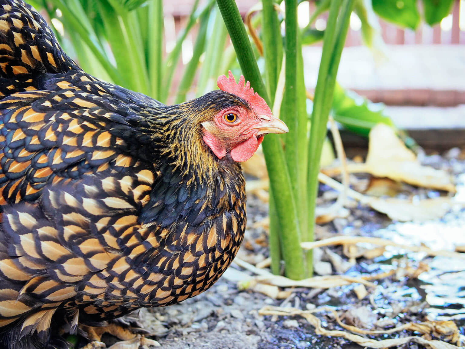 Farewell, Iman—An Extraordinary Chicken - Garden Betty