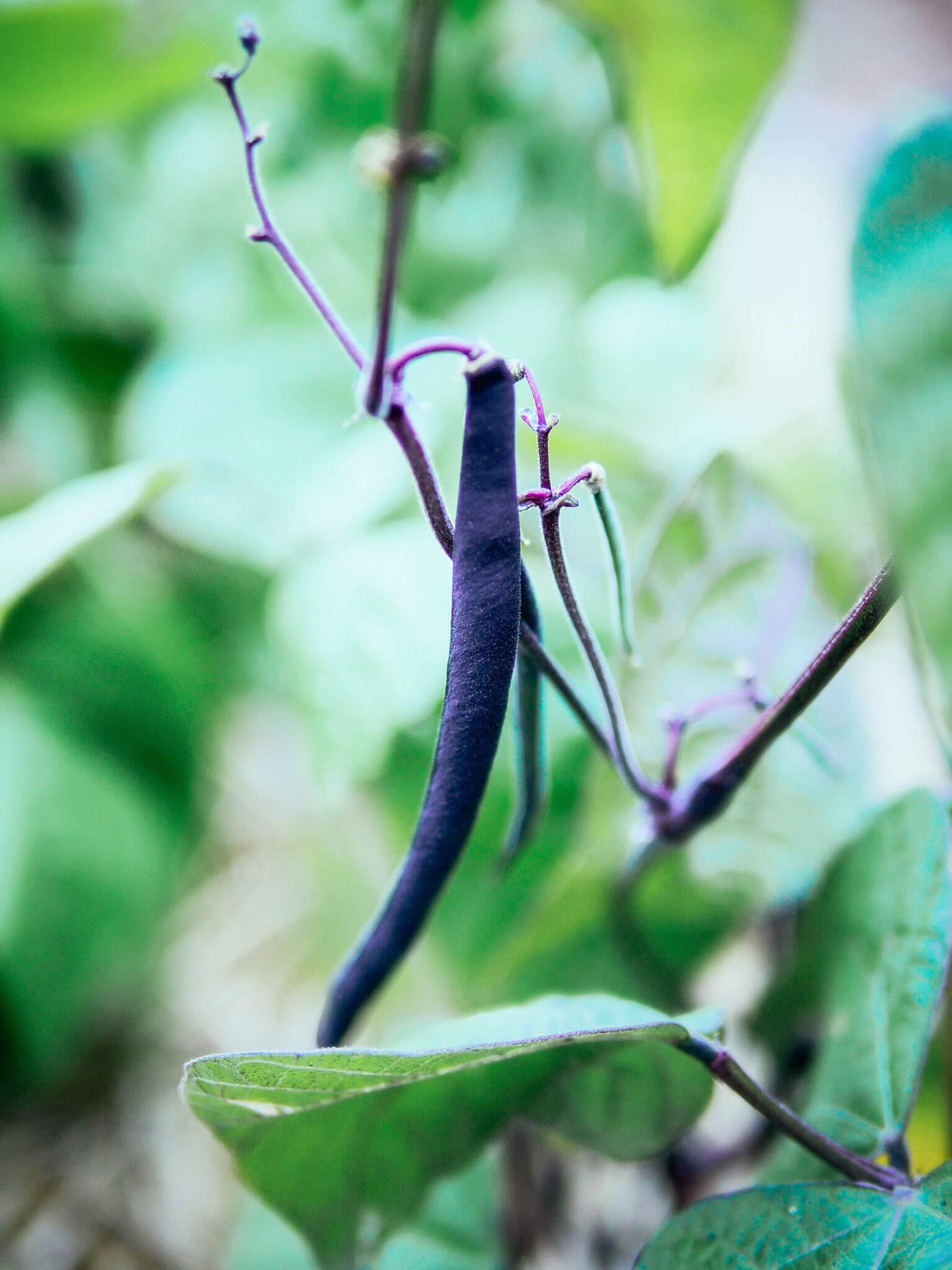 Why Purple Beans Turn Green After Cooking (A Kitchen Magic Trick ...