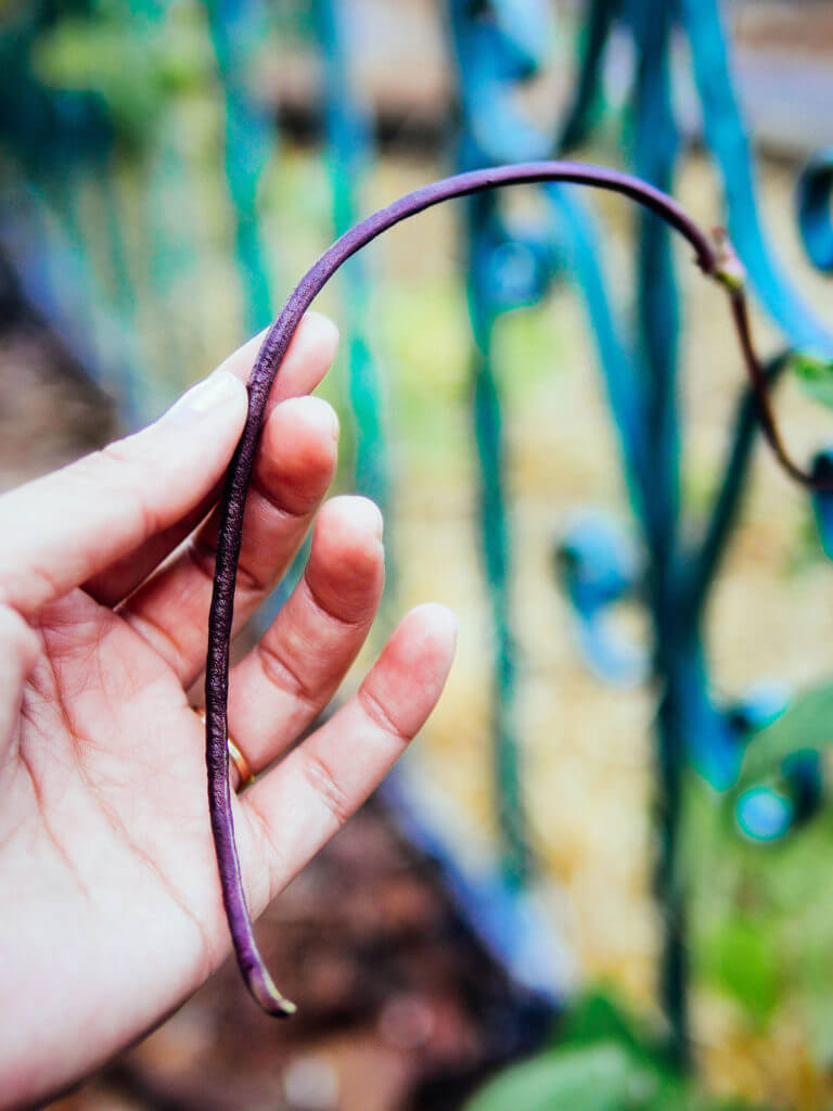 Why Purple Beans Turn Green After Cooking (A Kitchen Magic Trick ...