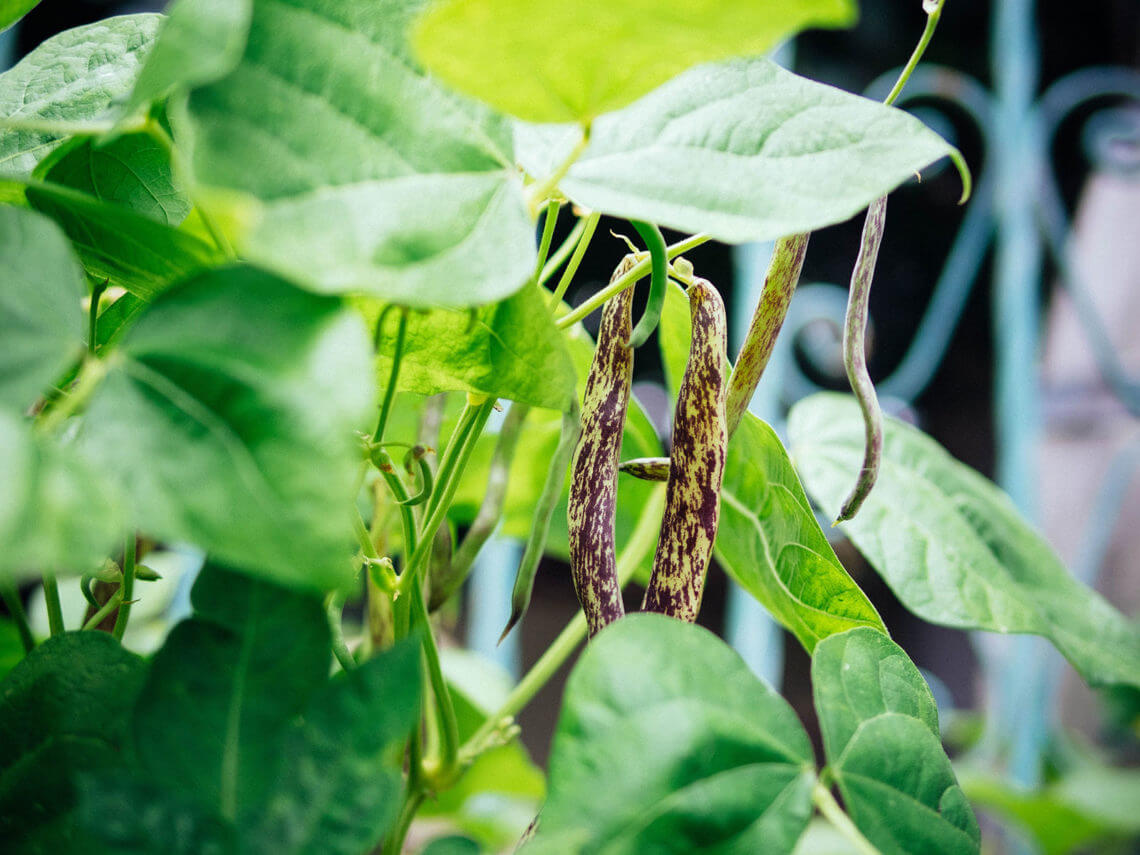 Why Purple Beans Turn Green After Cooking (A Kitchen Magic Trick ...