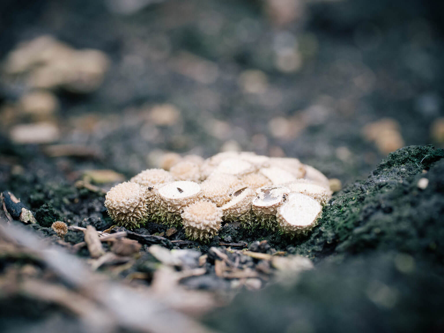 Bird’s Nest Fungus: A Mushroom That Looks Like a Real Nest – Garden Betty