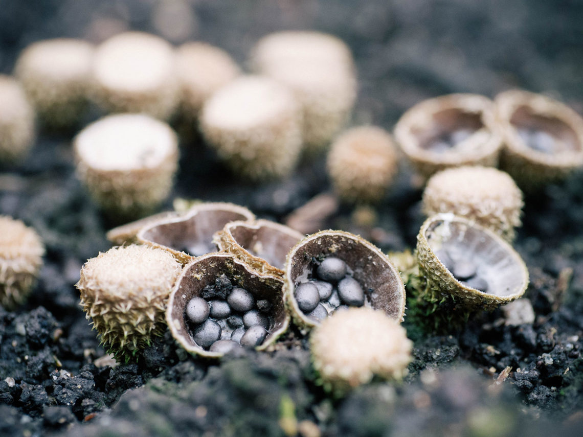 Bird’s Nest Fungus: A Mushroom That Looks Like a Real Nest – Garden Betty