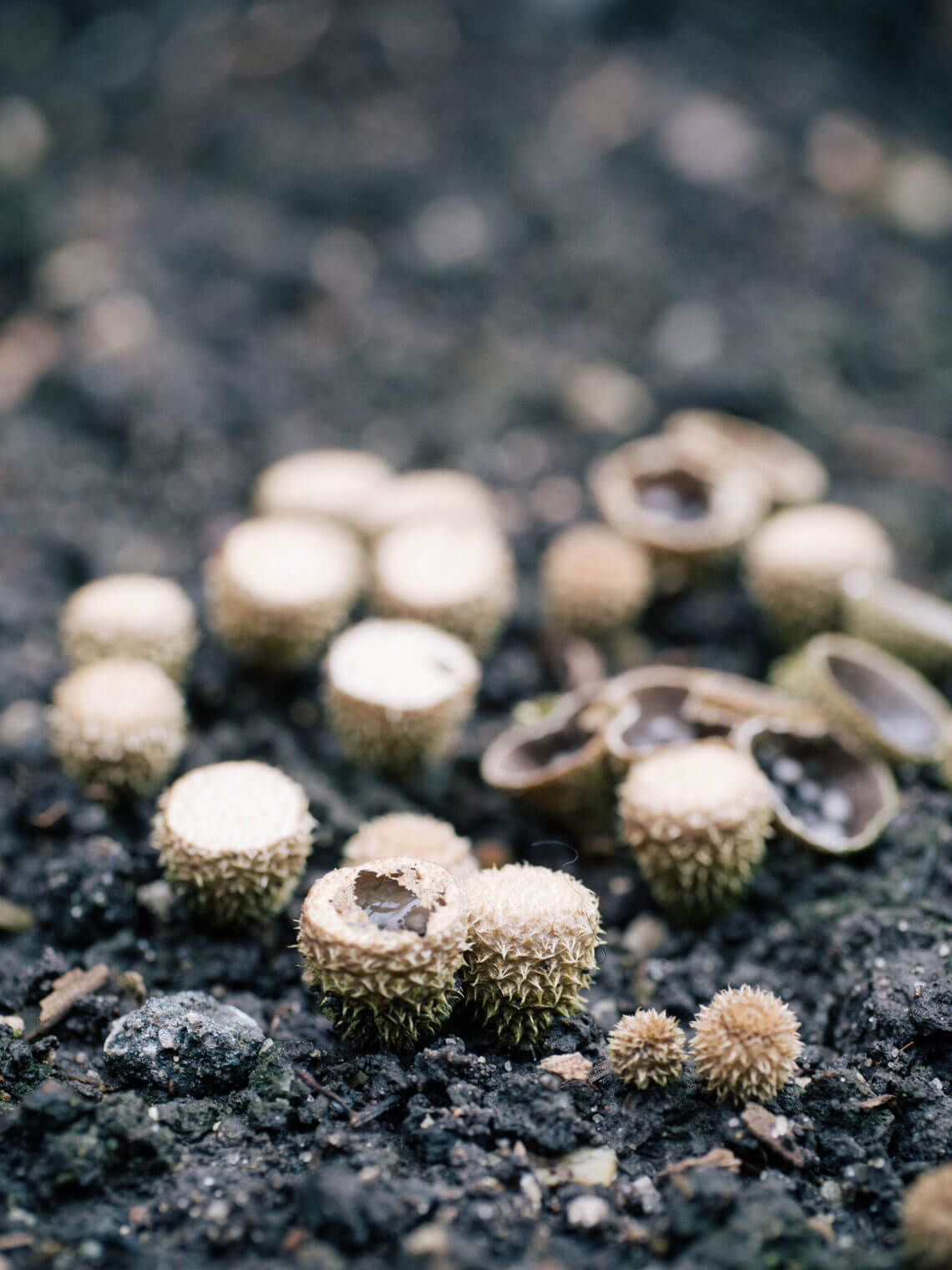Bird's Nest Fungus: A Mushroom That Looks Like a Real Nest - Garden Betty