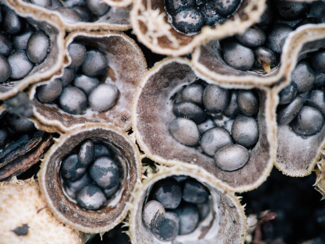Bird’s Nest Fungus: A Mushroom That Looks Like a Real Nest – Garden Betty