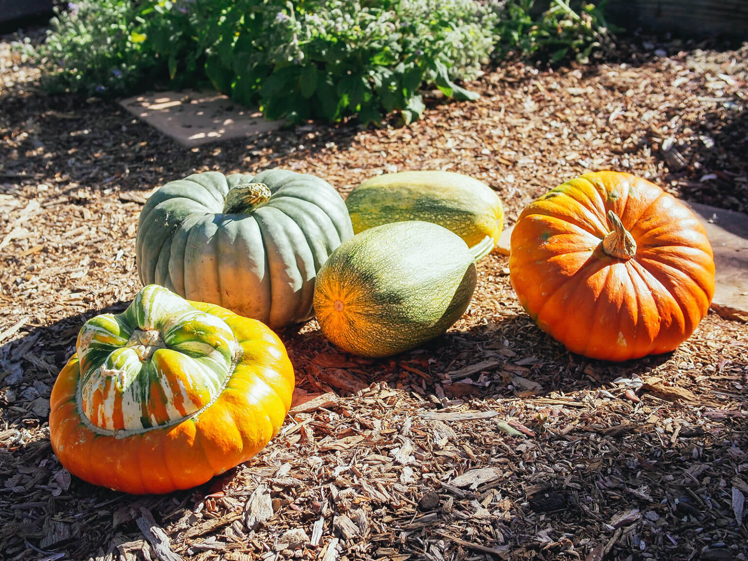 How to Cure Pumpkins and Squashes So They Last All Winter – Garden Betty