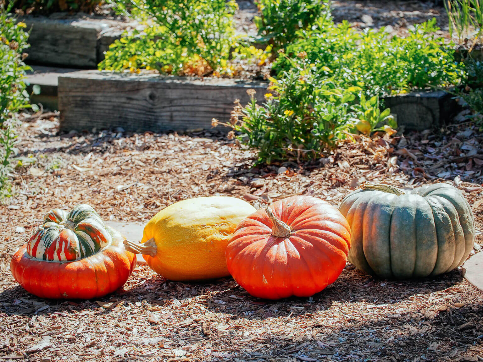 How to Cure Pumpkins and Squashes So They Last All Winter - Garden Betty
