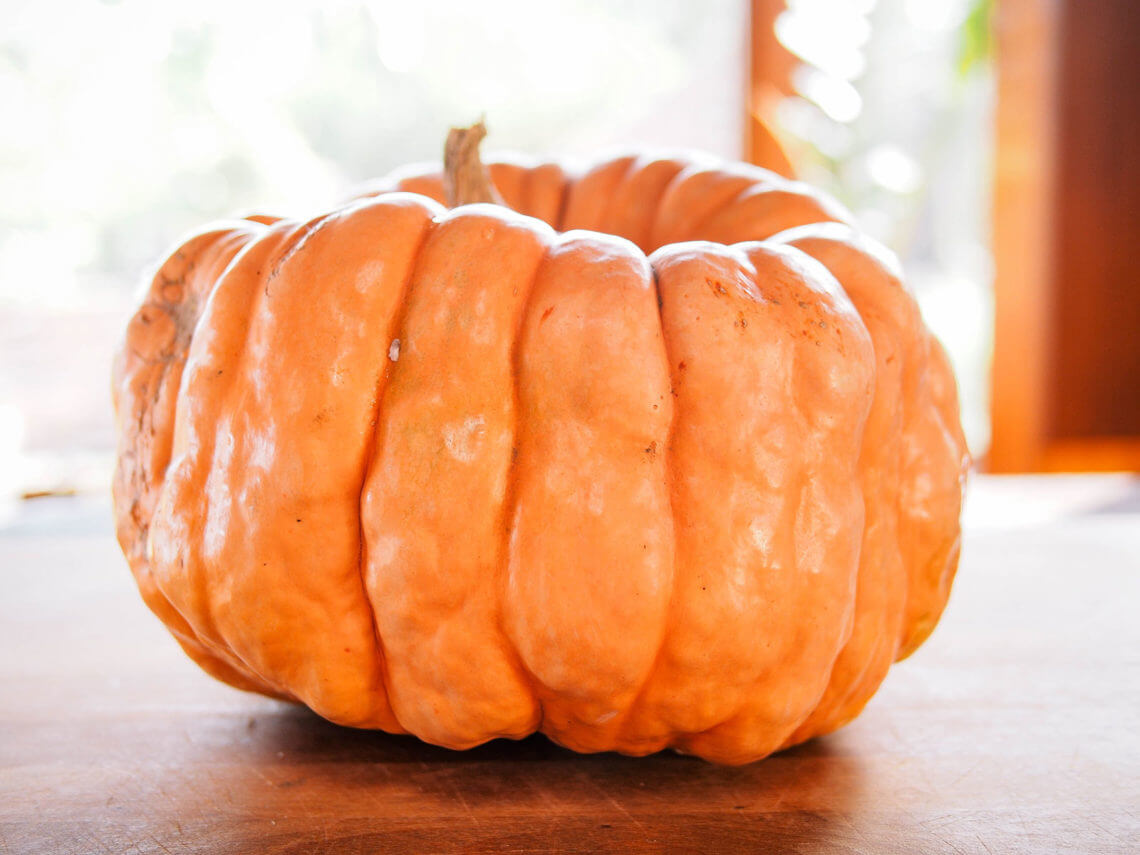 How to Cure Pumpkins and Squashes So They Last All Winter - Garden Betty