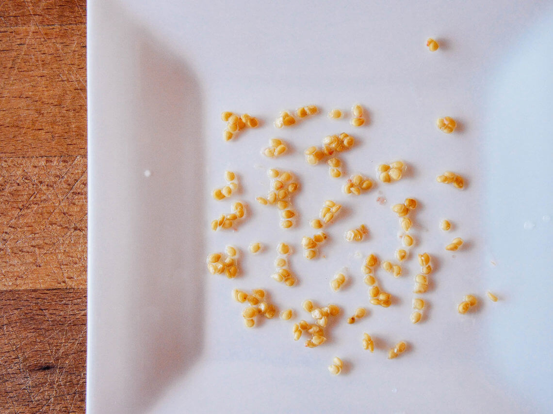 The Power of Fermenting and Saving Tomato Seeds