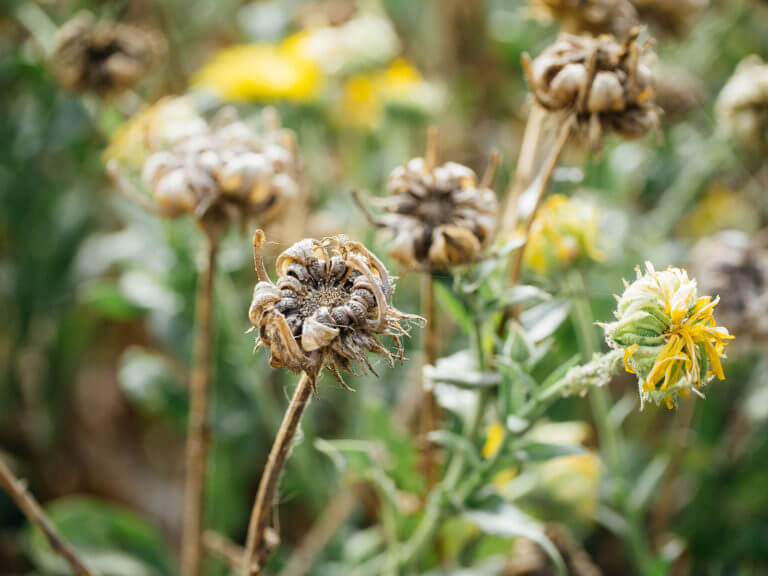 How to Save Seeds to Grow a More Productive Garden Next Year - Garden Betty