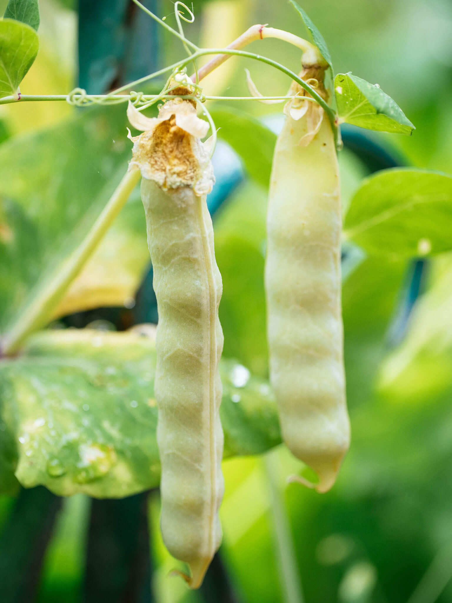 How to Save Seeds to Grow a More Productive Garden Next Year - Garden Betty