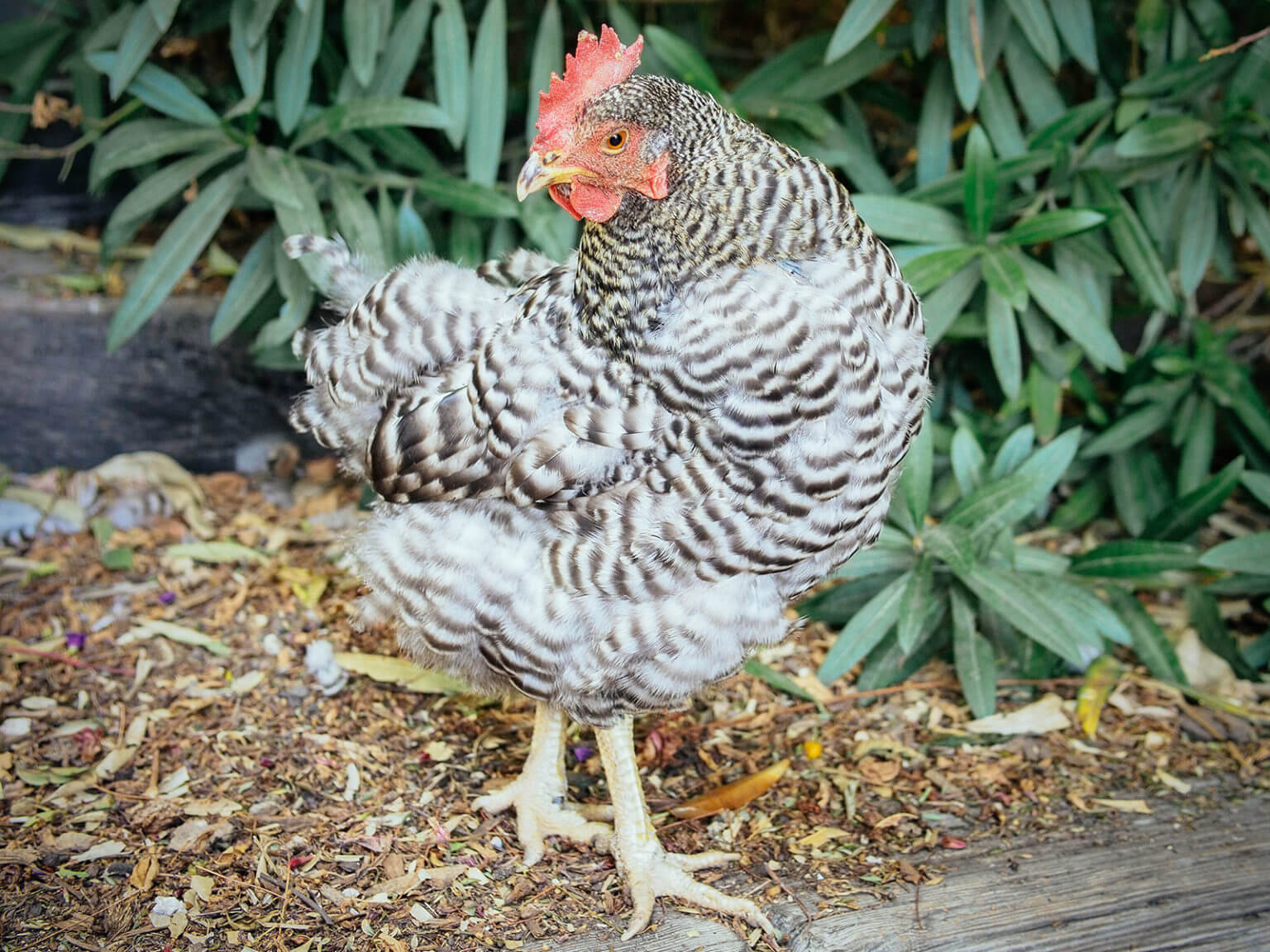 What Happens When a Chicken Molts (A Visual Guide) - Garden Betty