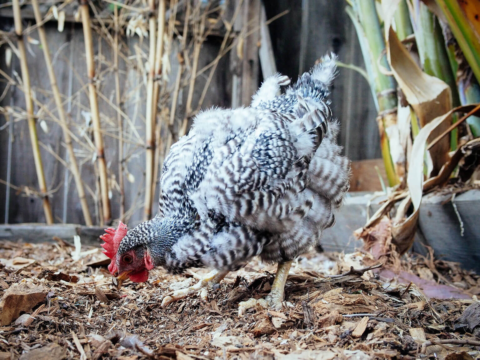 What Happens When a Chicken Molts (A Visual Guide) - Garden Betty