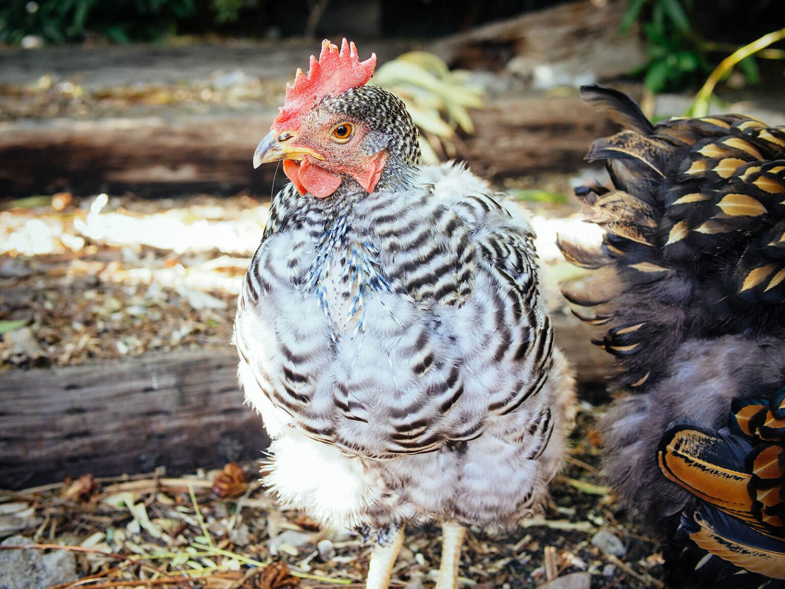 What Happens When a Chicken Molts (A Visual Guide) - Garden Betty