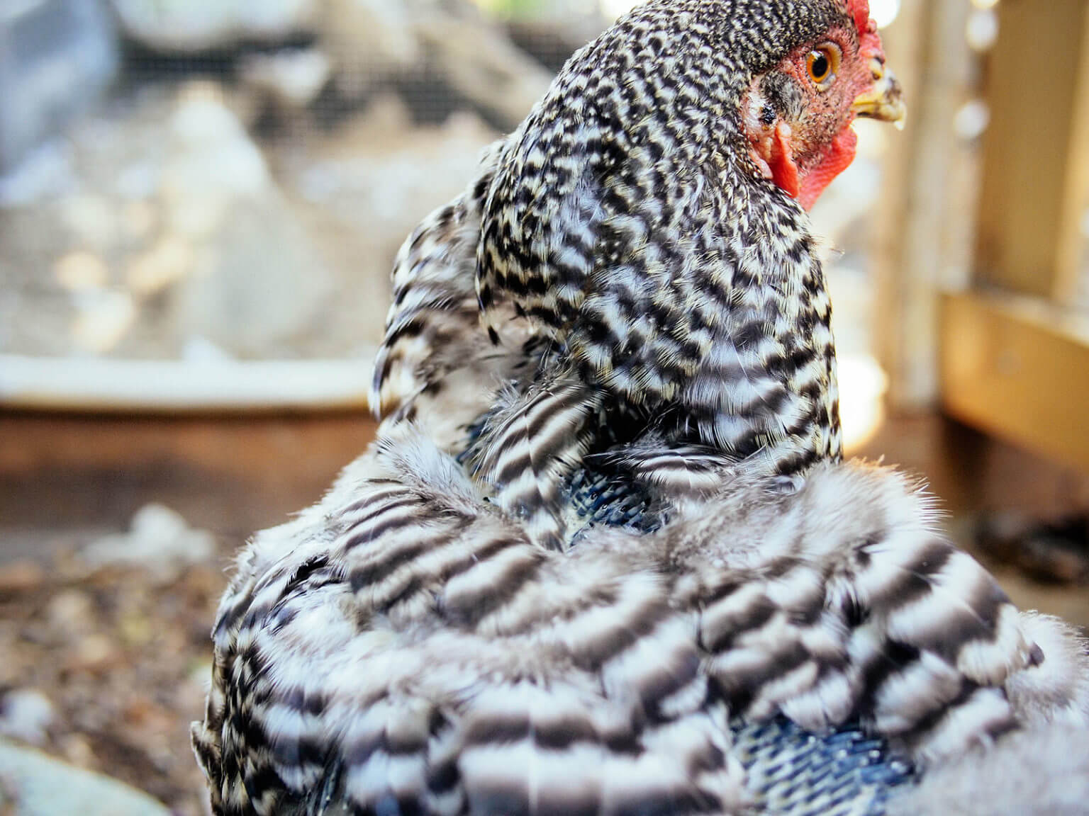 What Happens When a Chicken Molts (A Visual Guide) - Garden Betty