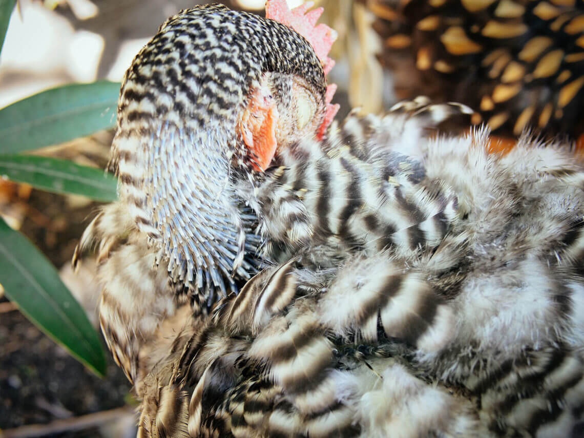What Happens When a Chicken Molts (A Visual Guide) - Garden Betty