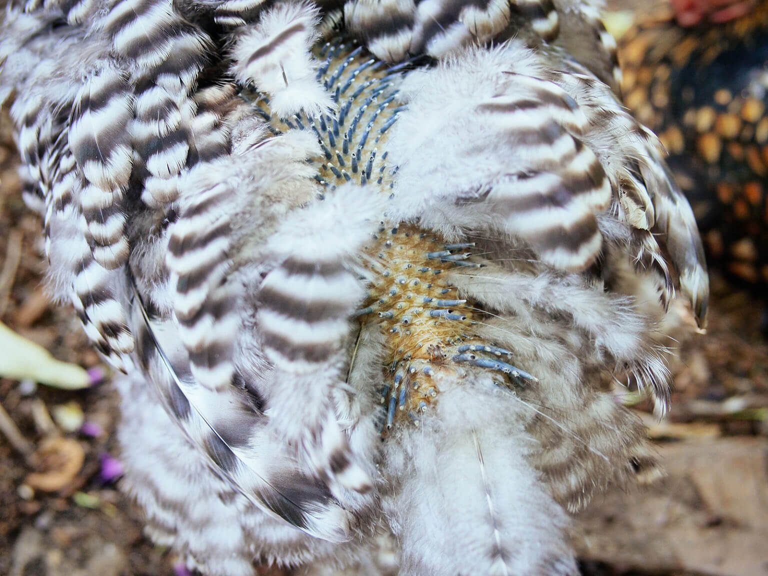 What Happens When a Chicken Molts (A Visual Guide) - Garden Betty