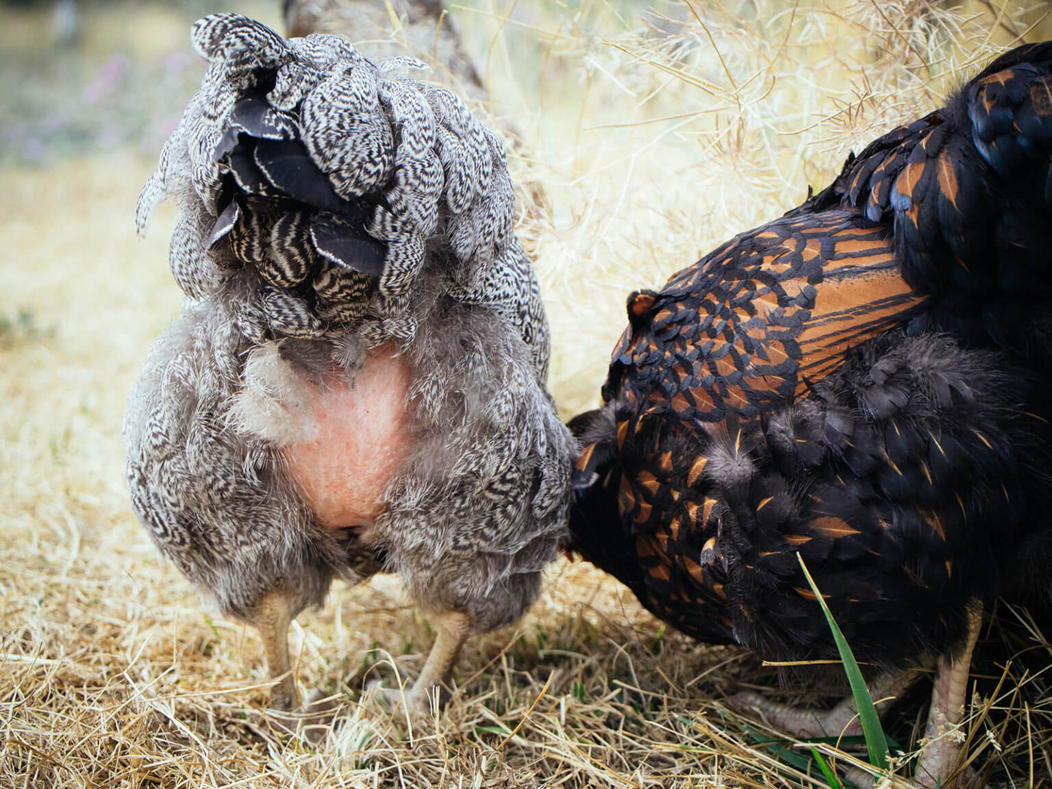 What Happens When a Chicken Molts (A Visual Guide) - Garden Betty