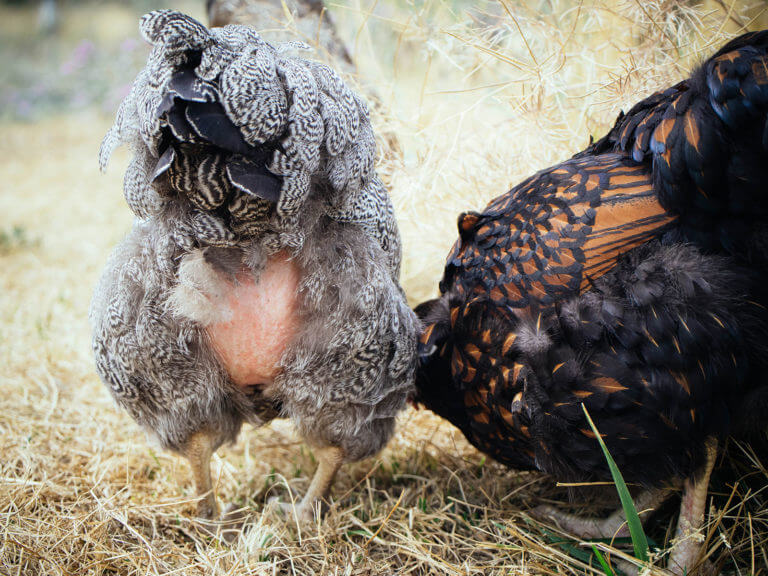 What Happens When a Chicken Molts (A Visual Guide) - Garden Betty