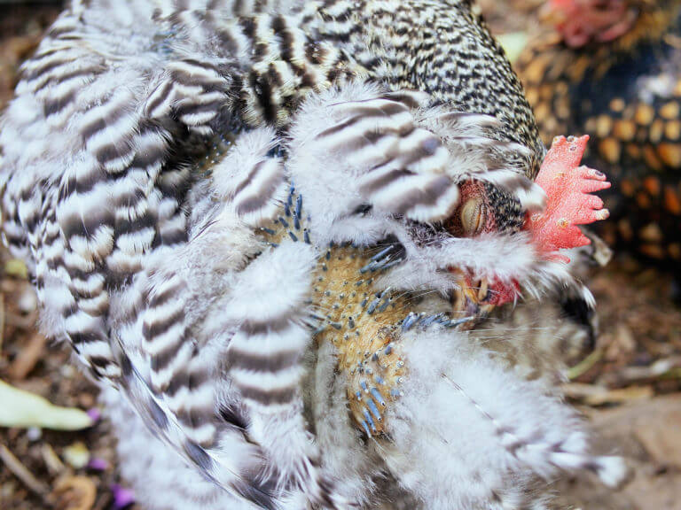 What Happens When a Chicken Molts (A Visual Guide) - Garden Betty