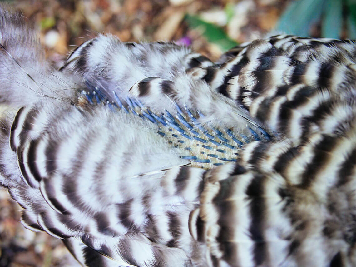 What Happens When a Chicken Molts (A Visual Guide) - Garden Betty