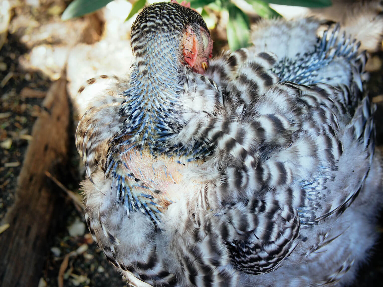 What Happens When a Chicken Molts (A Visual Guide) - Garden Betty