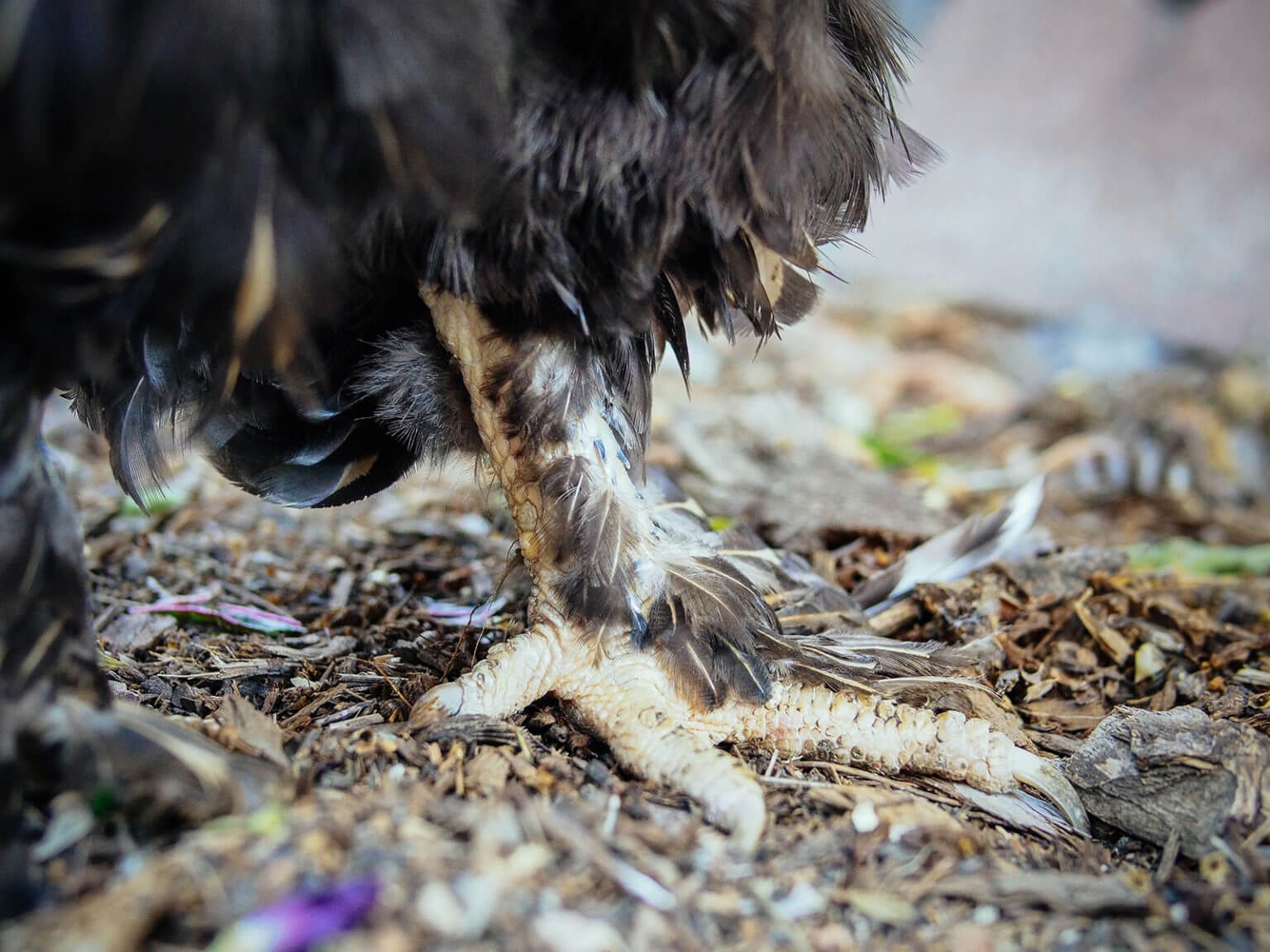 What Happens When a Chicken Molts (A Visual Guide) - Garden Betty