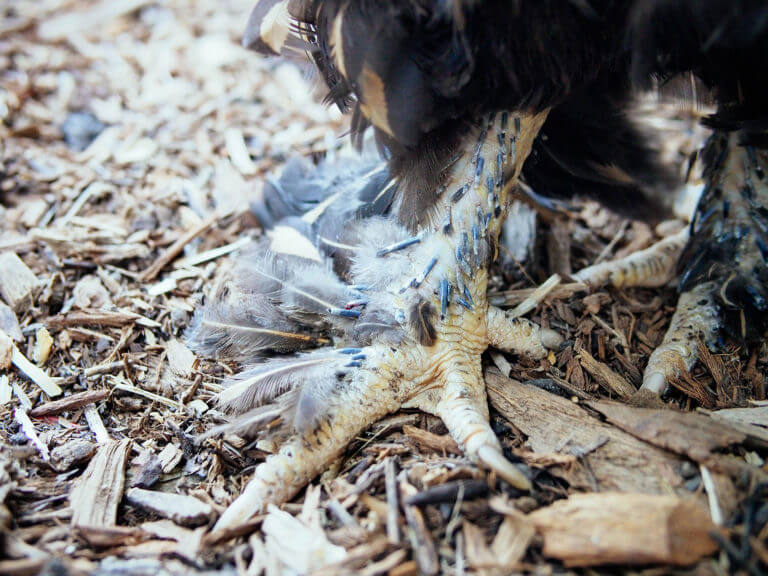 What Happens When a Chicken Molts (A Visual Guide) - Garden Betty