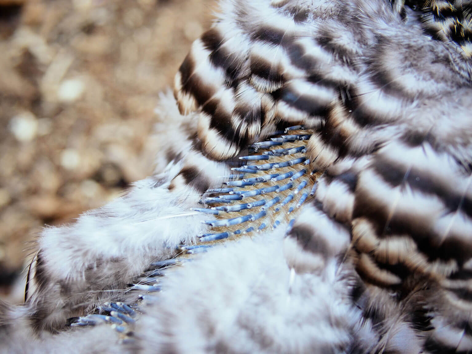 What Happens When a Chicken Molts (A Visual Guide) - Garden Betty