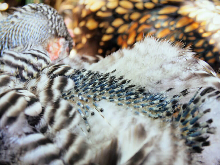 What Happens When a Chicken Molts (A Visual Guide) - Garden Betty