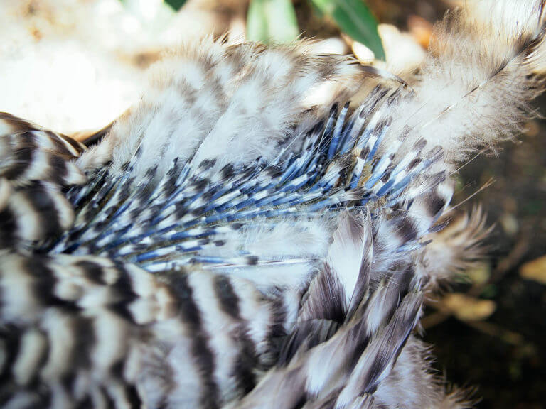 What Happens When a Chicken Molts (A Visual Guide) - Garden Betty
