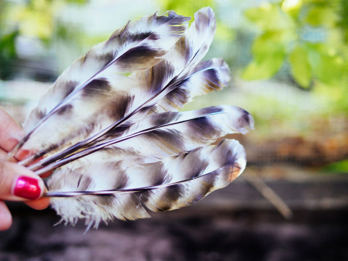 What Happens When a Chicken Molts (A Visual Guide) – Garden Betty