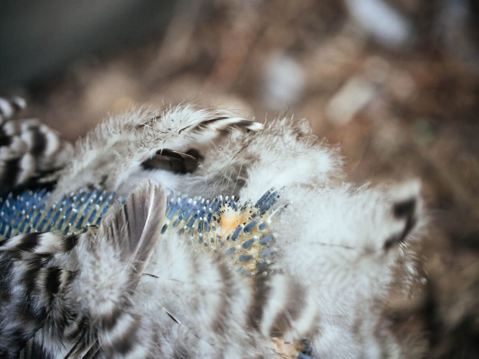 What Happens When a Chicken Molts (A Visual Guide) - Garden Betty
