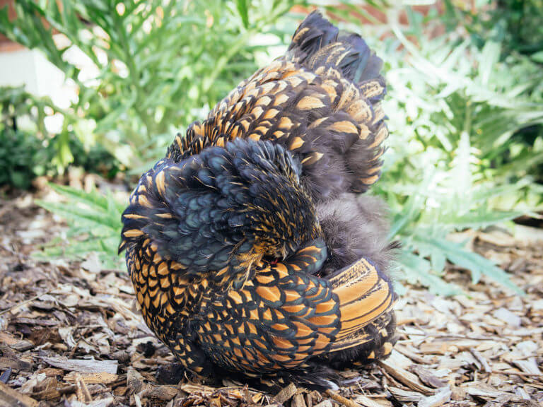 What Happens When a Chicken Molts (A Visual Guide) - Garden Betty