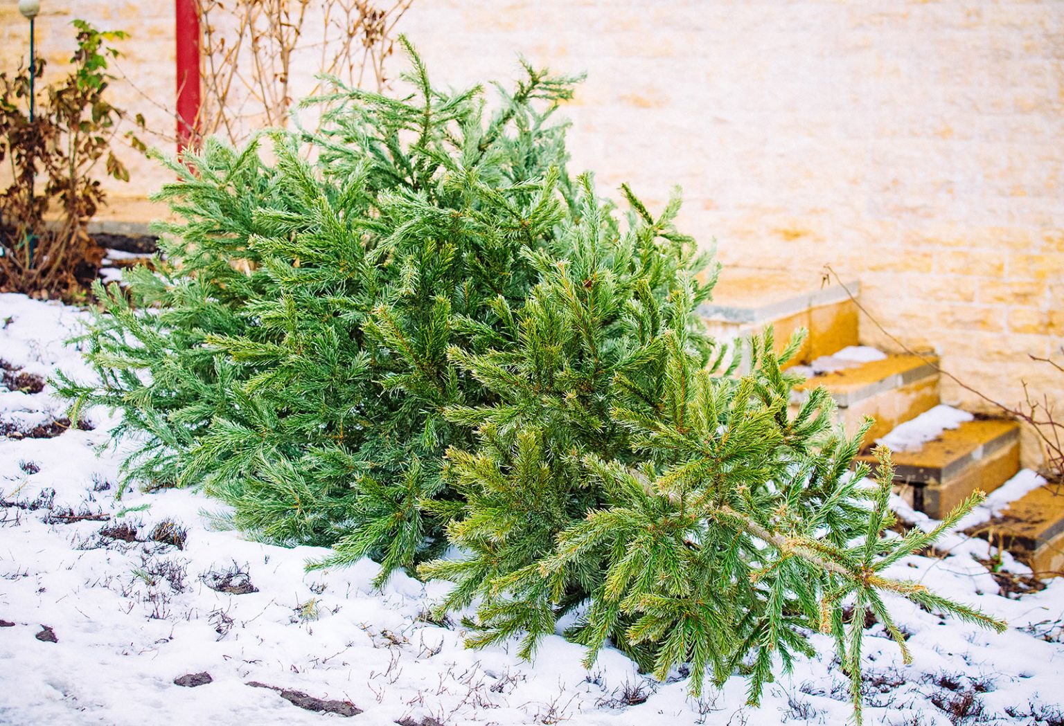 10 Clever Ideas For Repurposing an Old Christmas Tree - Garden Betty