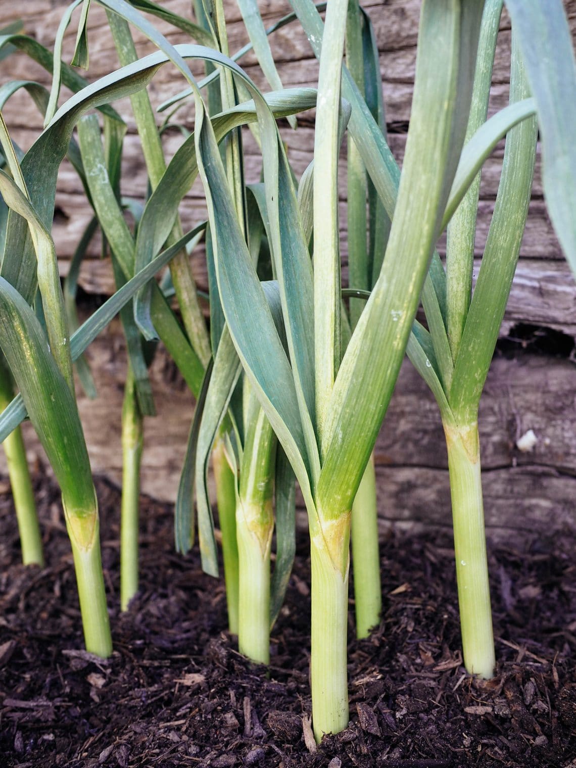 How to Grow and Harvest Green Garlic—The Bonus Crop You Never Knew You ...