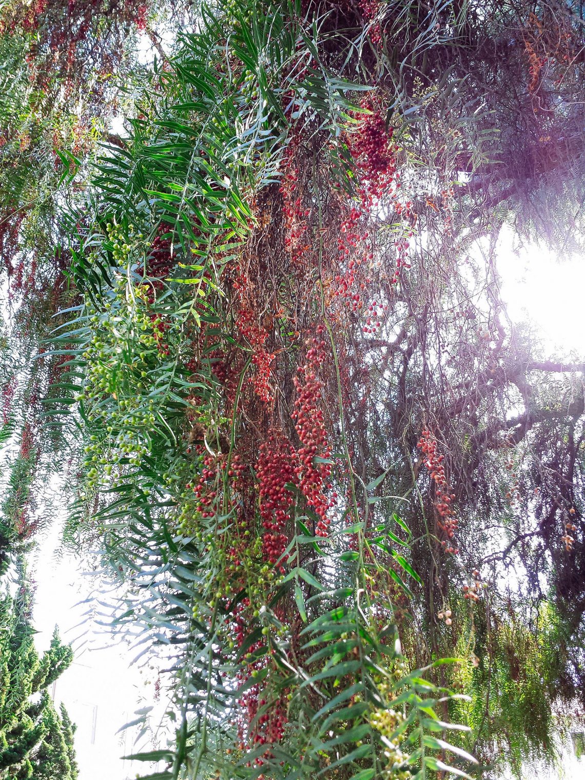 Pink Peppercorns Come From a Common Tree—Here's How to Forage Them ...