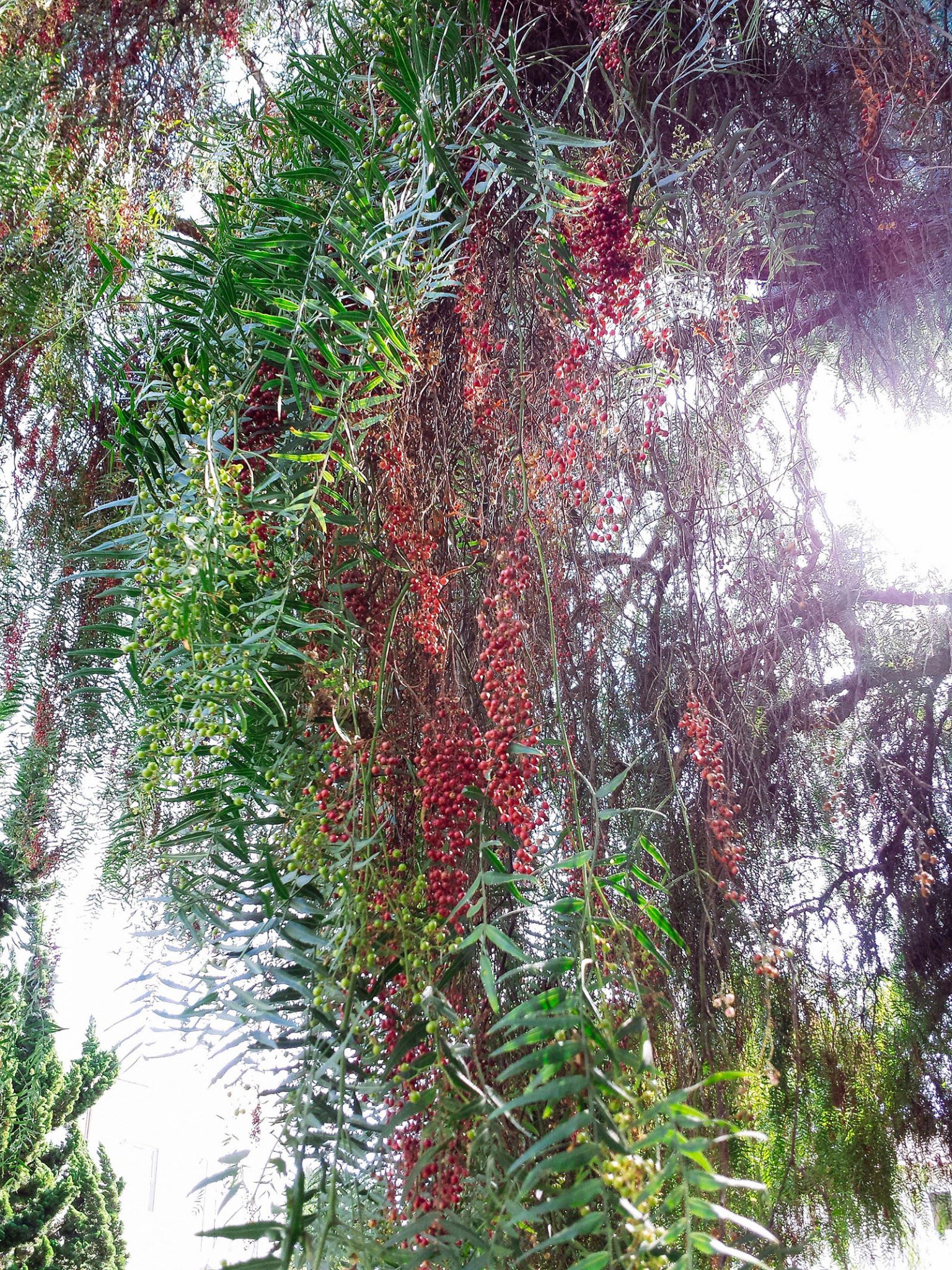 Pink Peppercorns Come From a Common Tree—Here's How to Forage Them ...