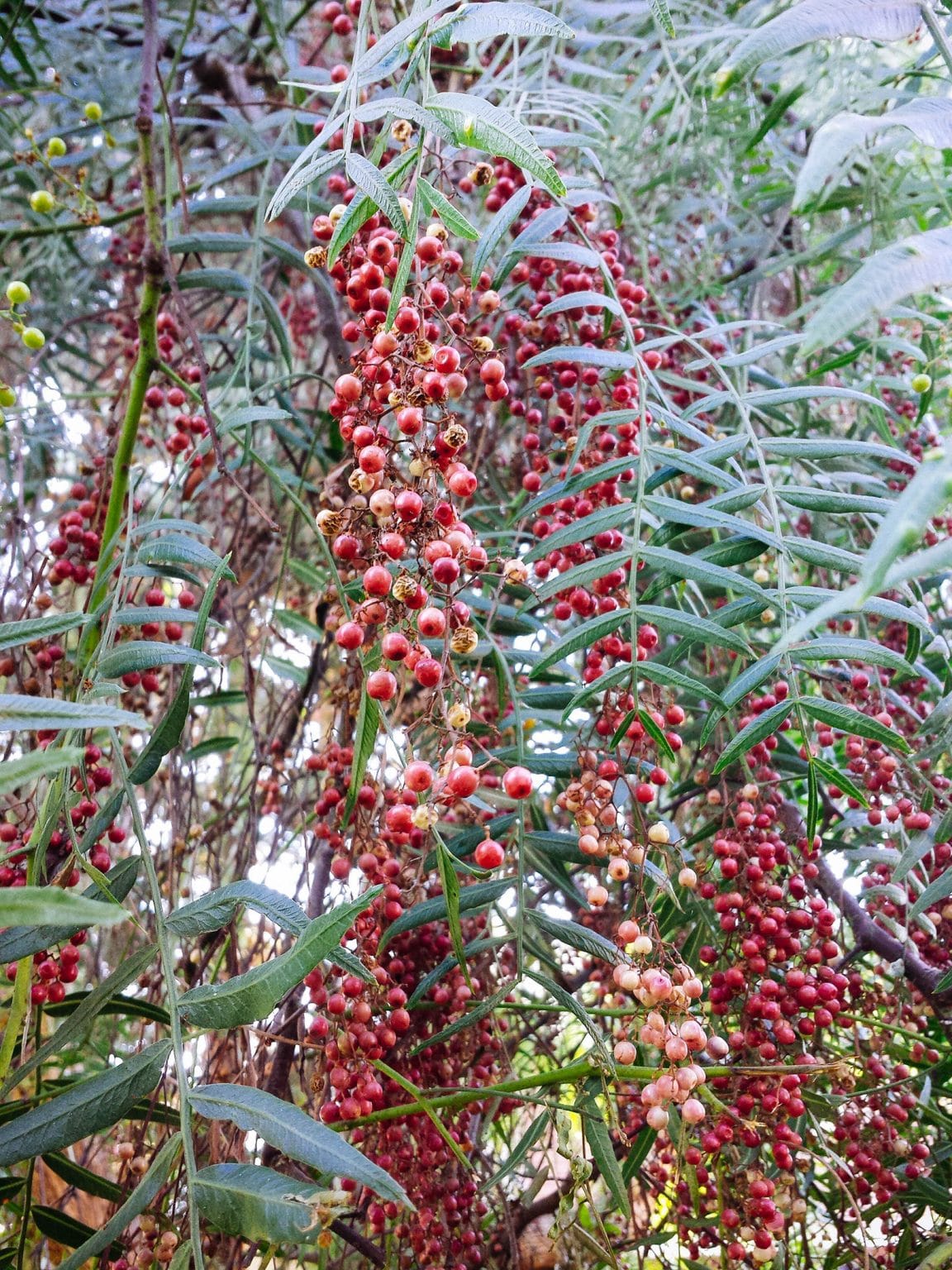 Pink Peppercorns Come From a Common Tree—Here's How to Forage Them ...